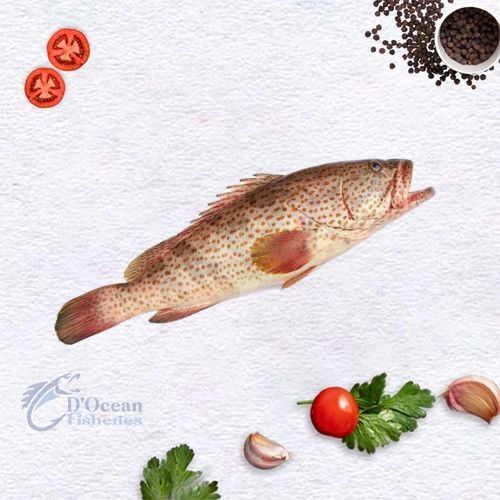 D'Oceanfisheries - Fresh Fish Suppliers Bahrain